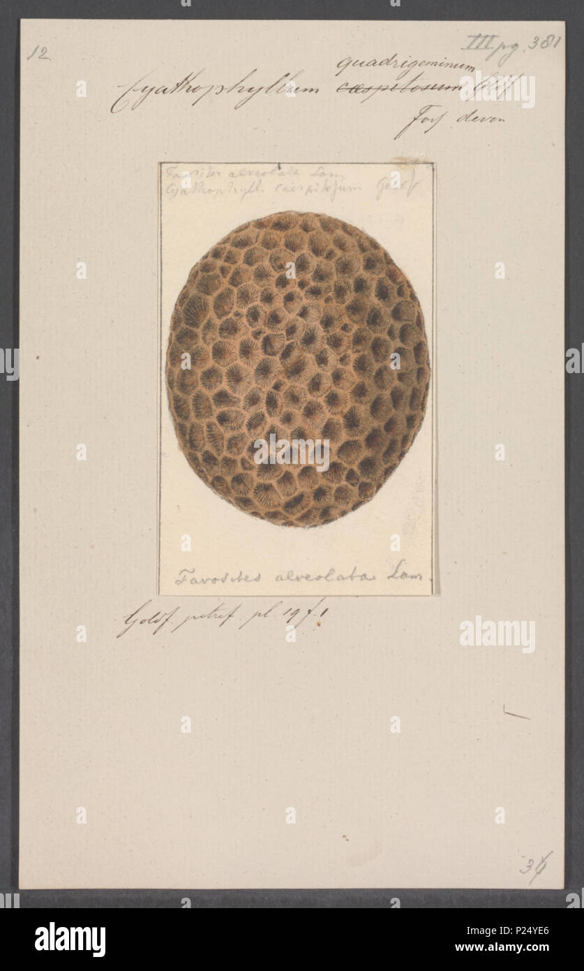 Cyathophyllum hi-res stock photography and images - Alamy