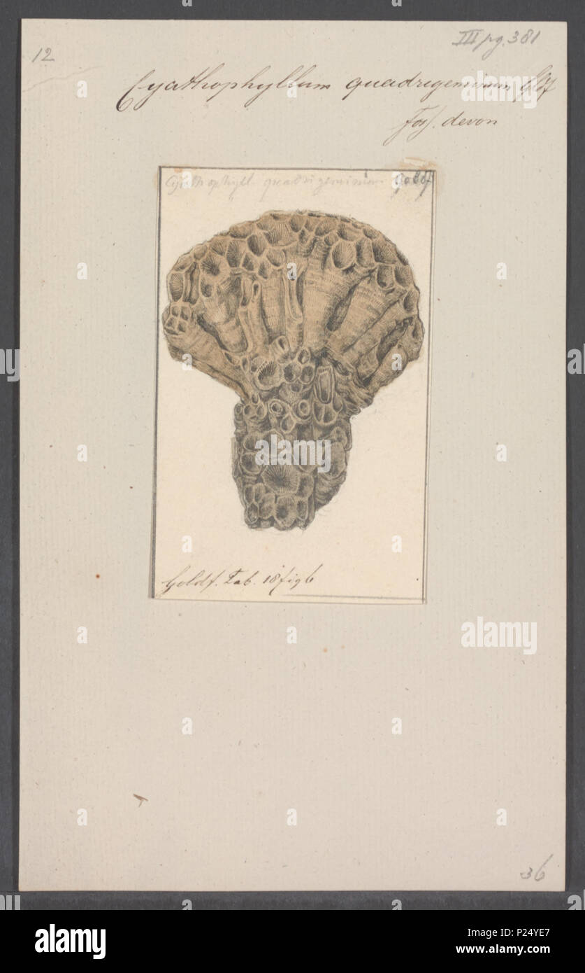 Cyathophyllum hi-res stock photography and images - Alamy