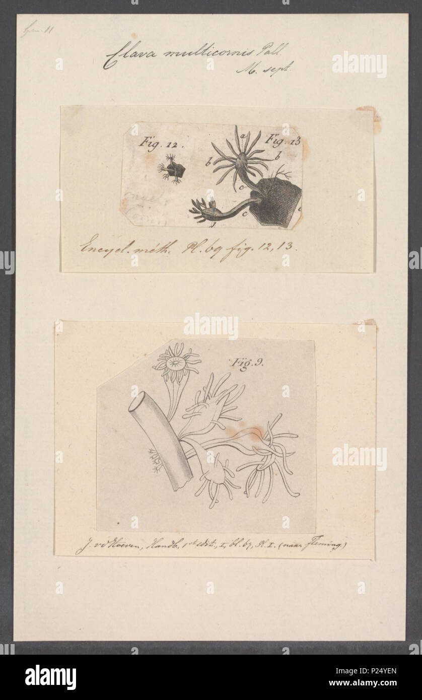 Clava multicornis hi-res stock photography and images - Alamy