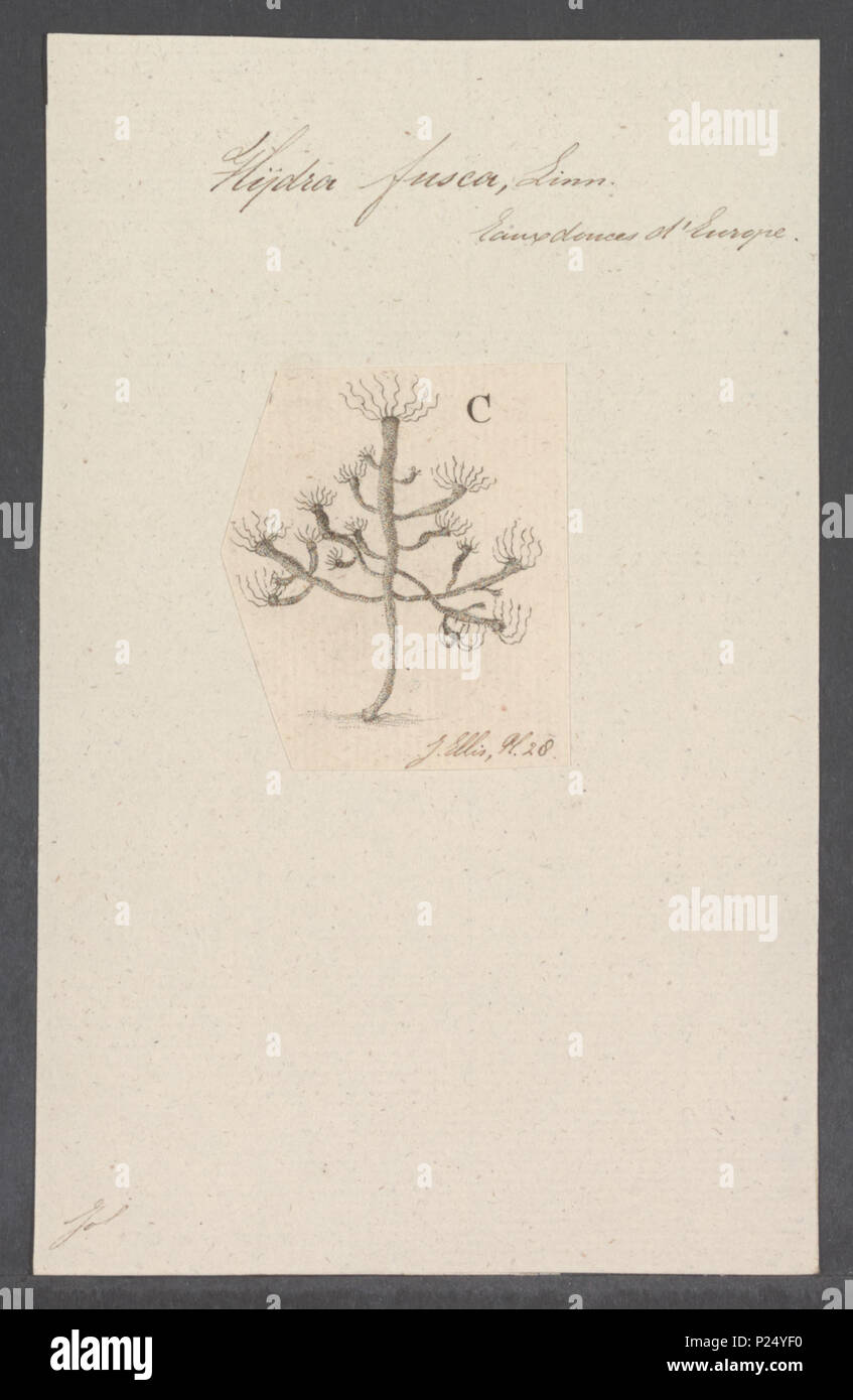 Marine hydra fusca hi-res stock photography and images - Alamy