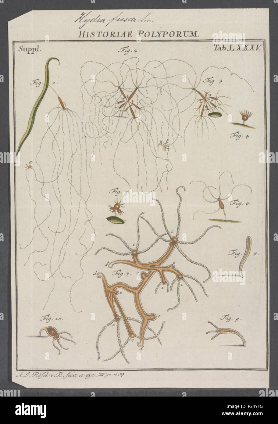 Hydrozoan anatomy hi-res stock photography and images - Alamy