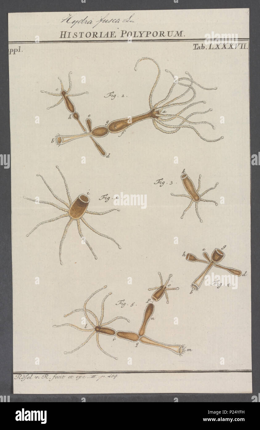 Marine hydra fusca hi-res stock photography and images - Alamy