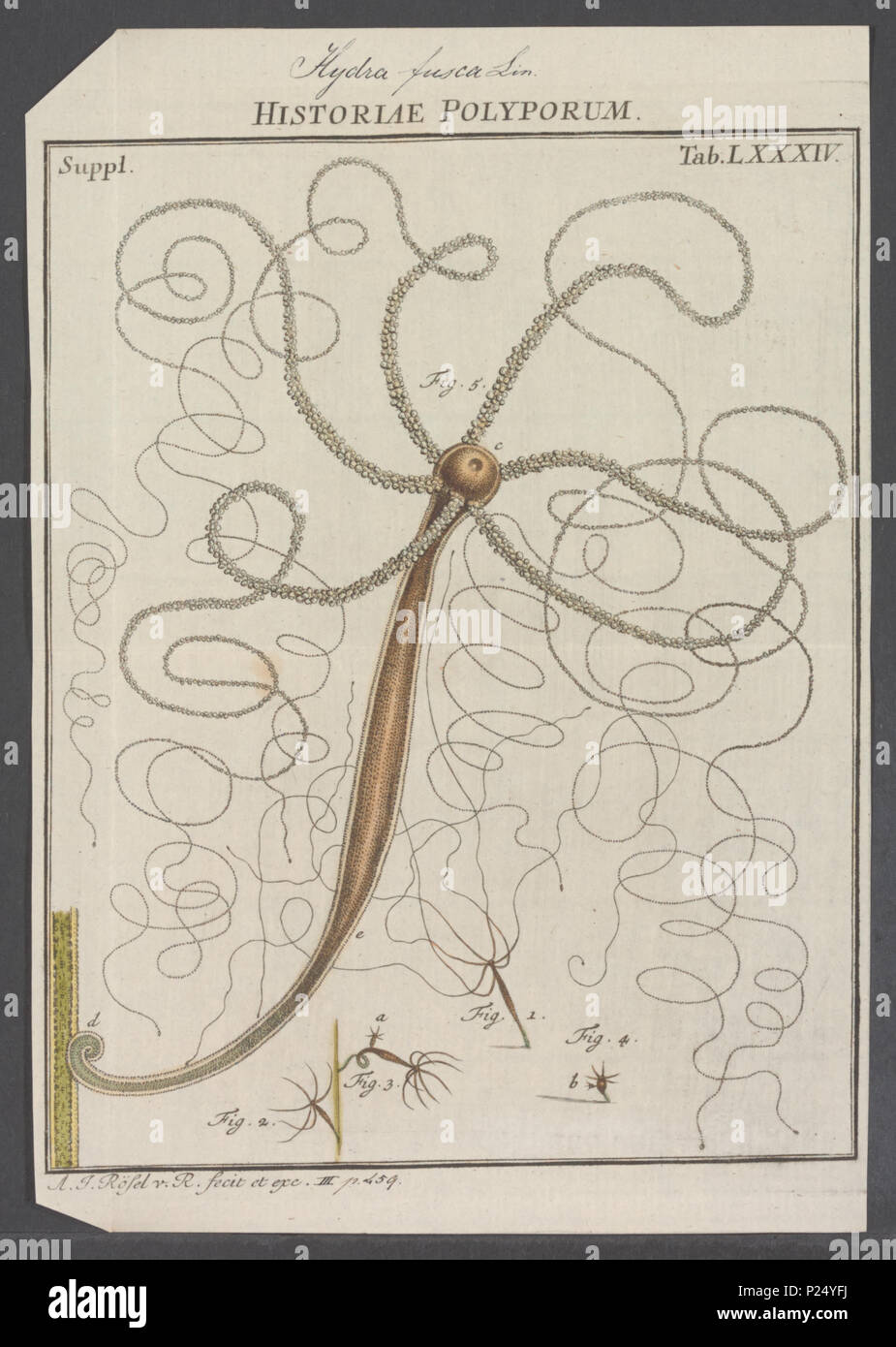 Marine hydra fusca hi-res stock photography and images - Alamy