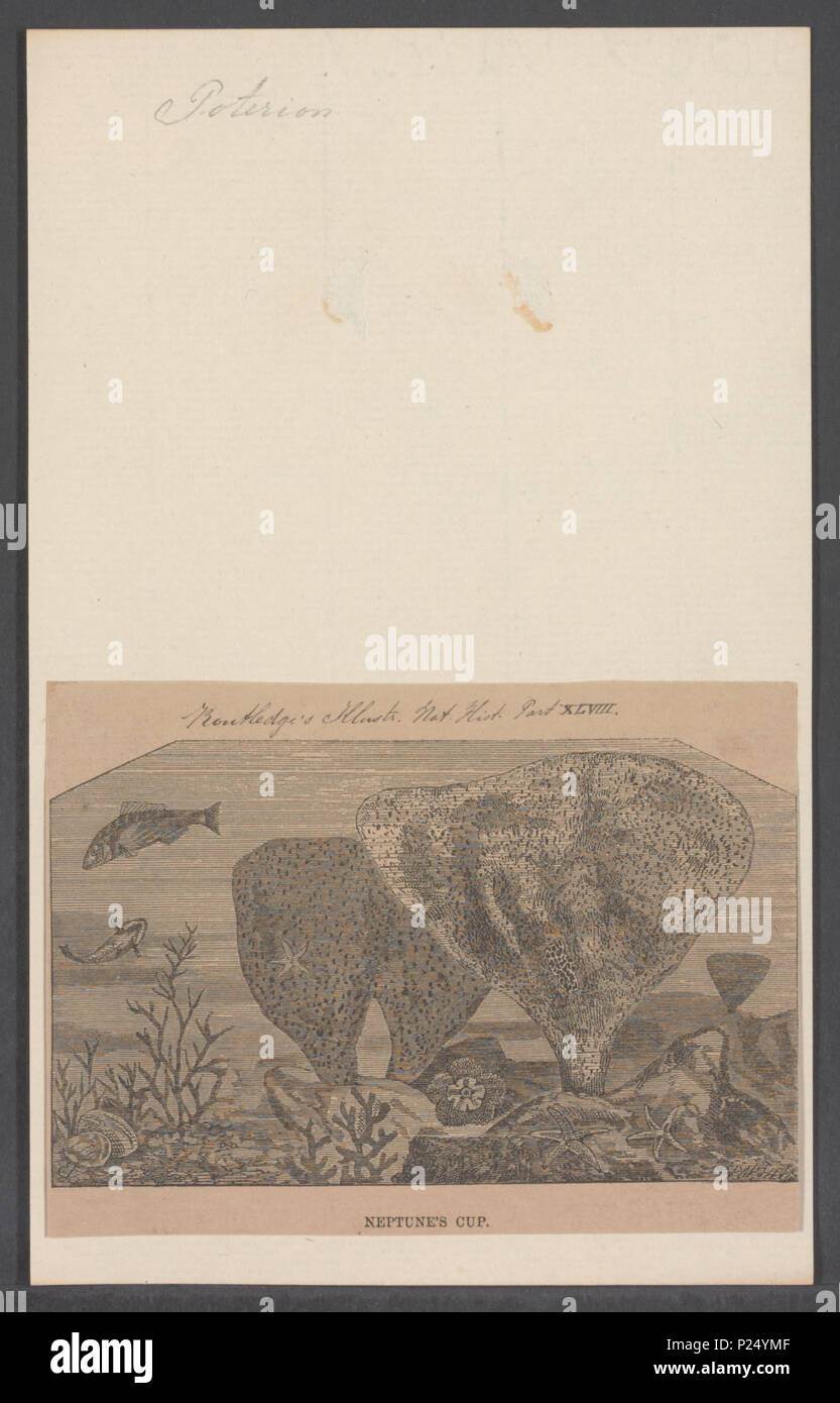 . Poterion neptuni 232 Poterion neptuni - - Print - Iconographia ...