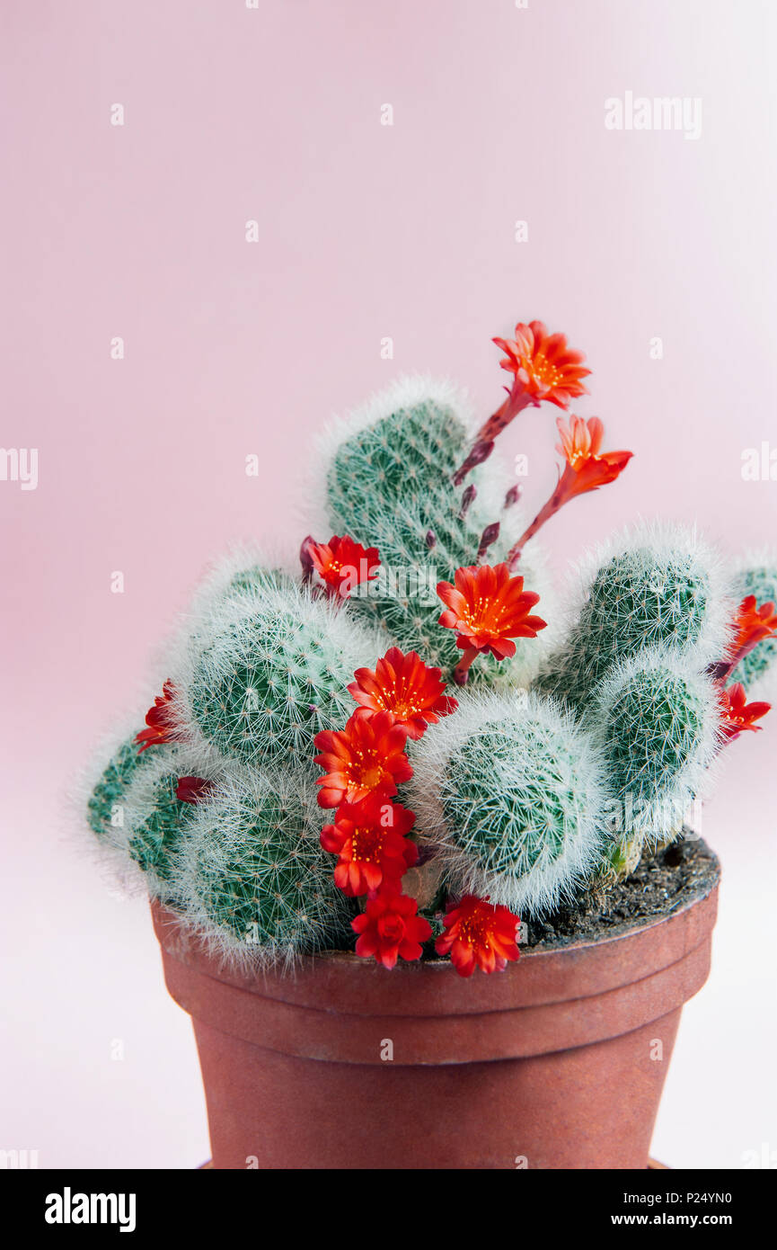 Echinocereustriglochidiatus hi-res stock photography and images - Alamy