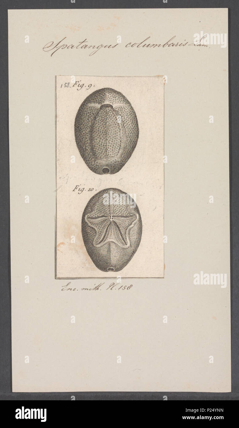 . Spatangus columbaris 294 Spatangus columbaris - - Print ...