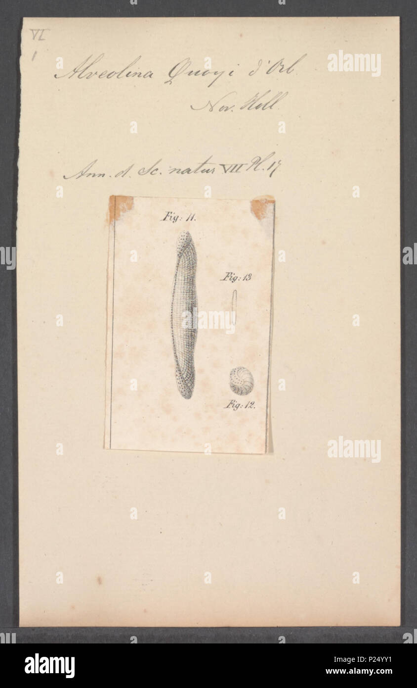 Alveolina hi-res stock photography and images - Alamy