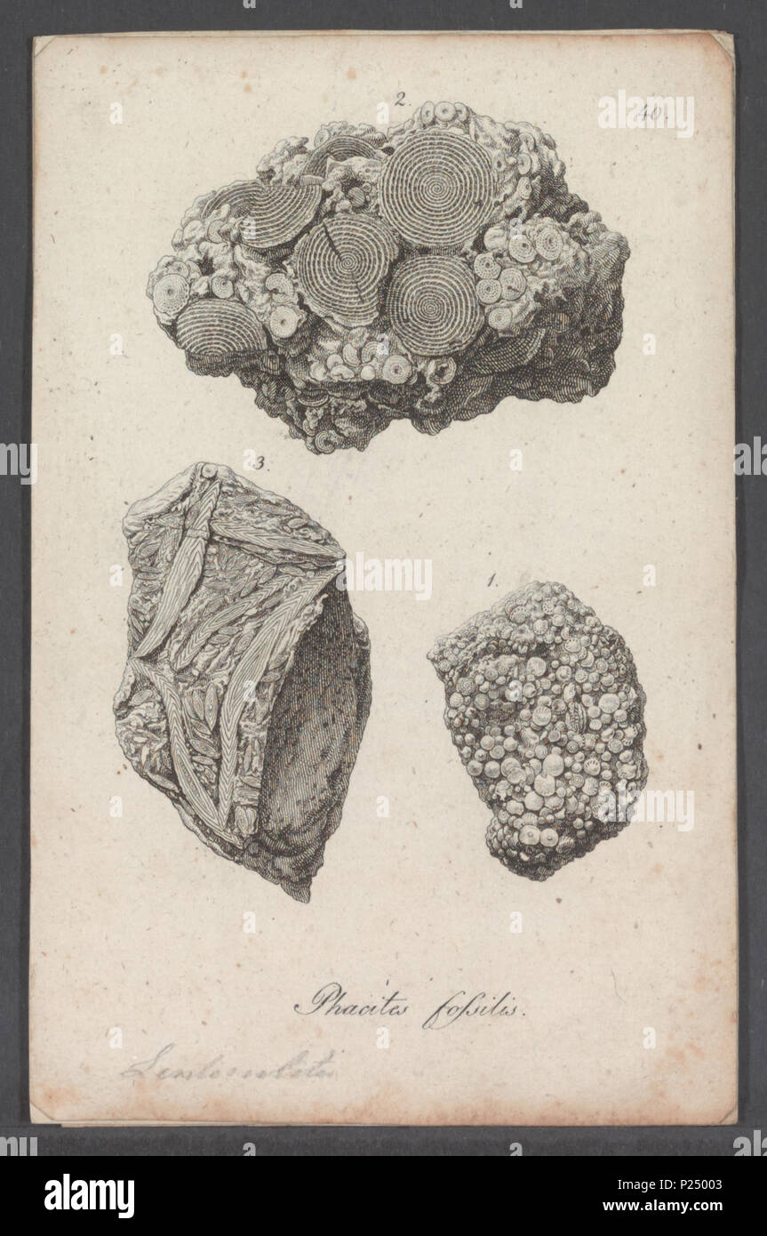 Fossilis hi-res stock photography and images - Alamy