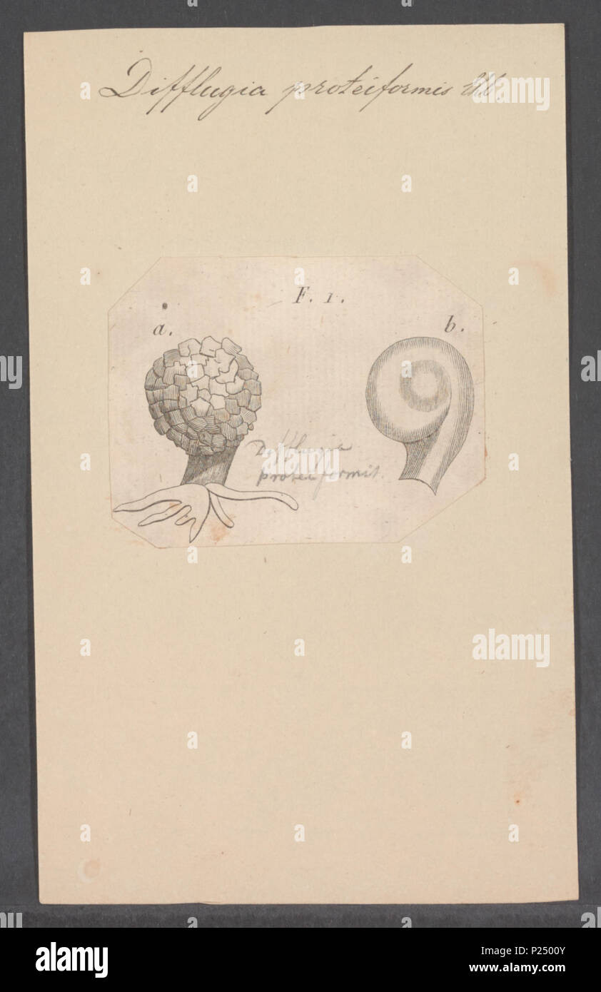 Difflugia proteiformis hi-res stock photography and images - Alamy