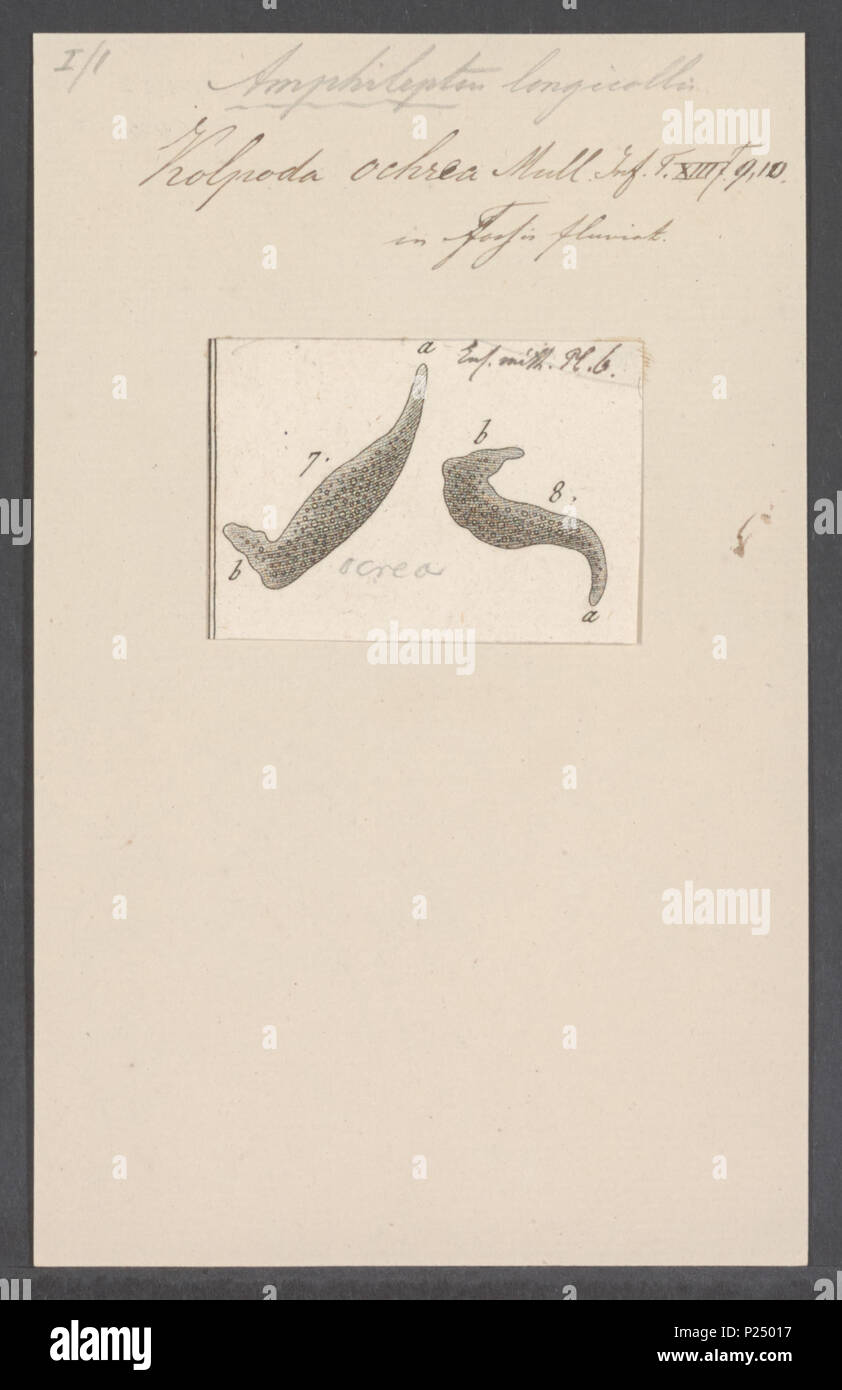 Amphileptus hi-res stock photography and images - Alamy