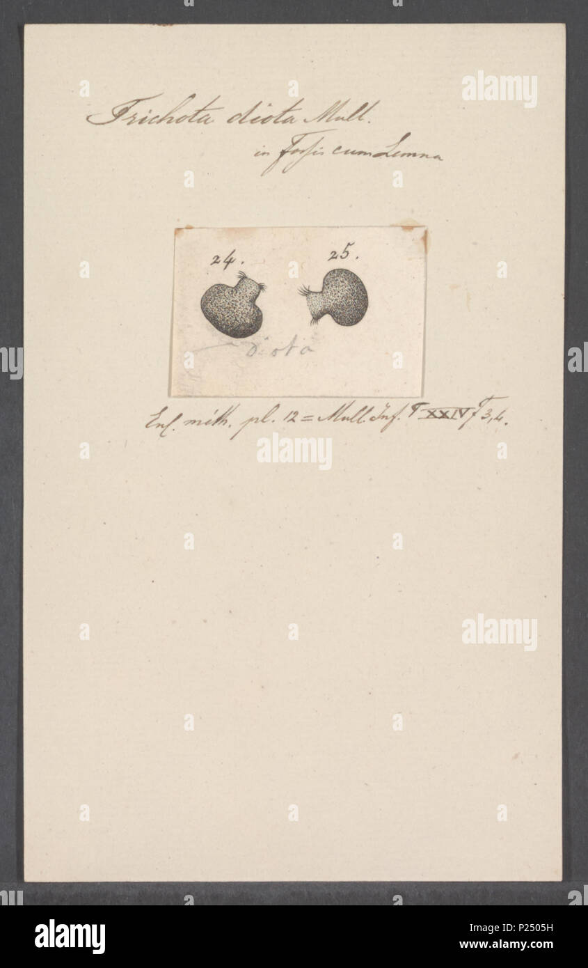 Diota hi-res stock photography and images - Alamy