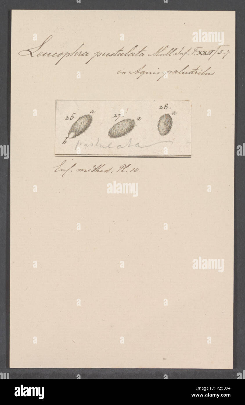 Leucophra pustulata hi-res stock photography and images - Alamy