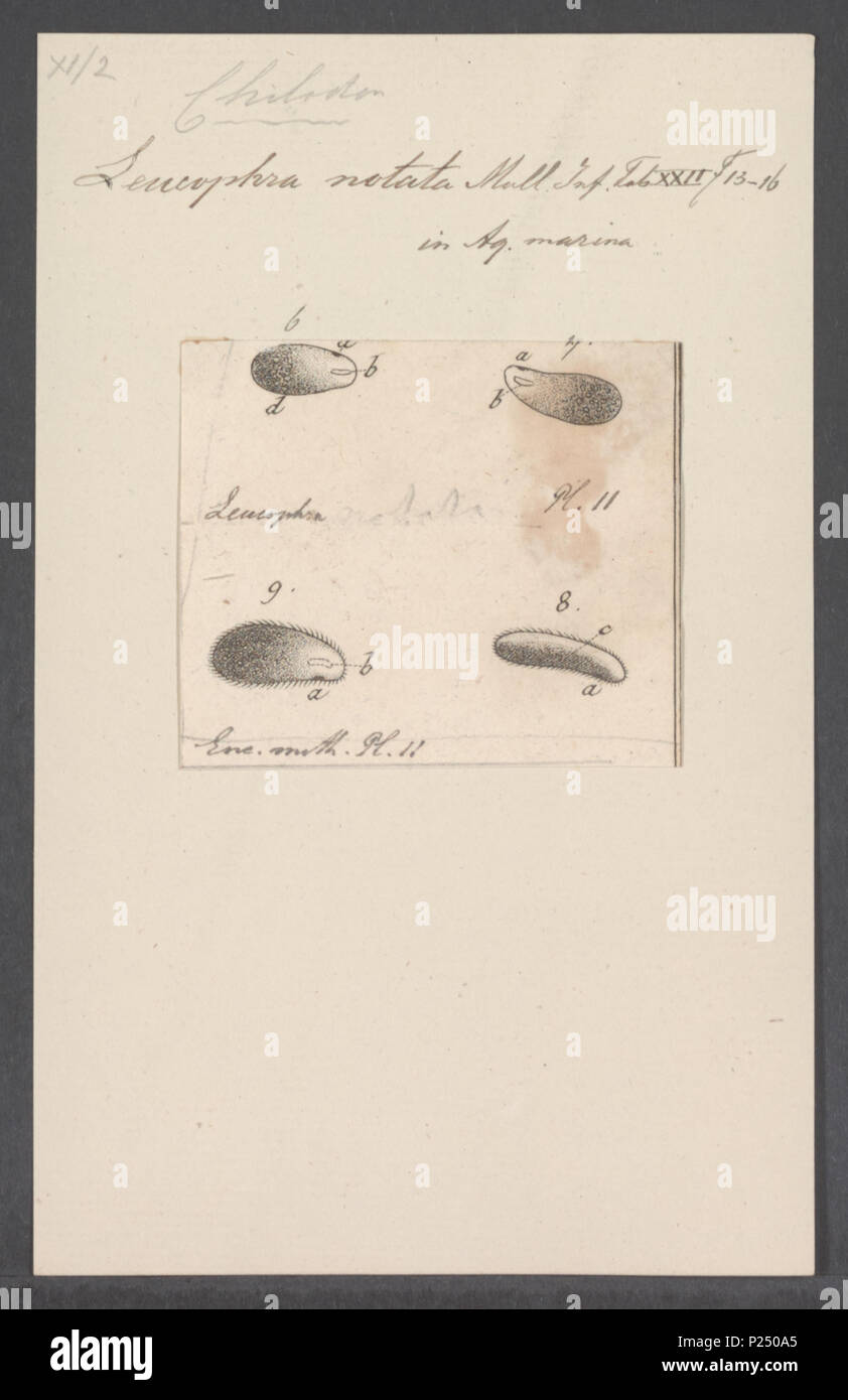 . Leucophra notata 175 Leucophra notata - - Print - Iconographia ...