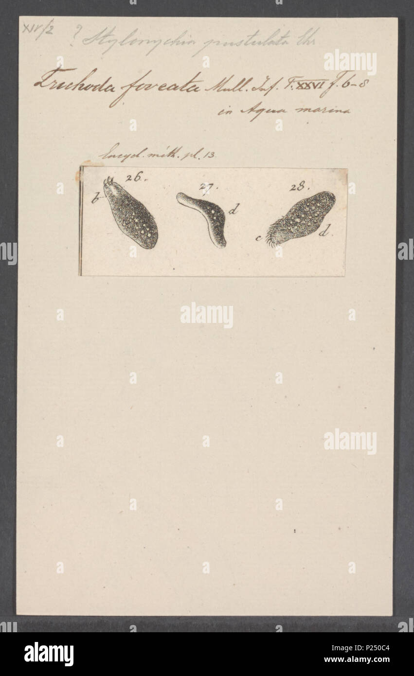 Stylonychia pustulata hi-res stock photography and images - Alamy