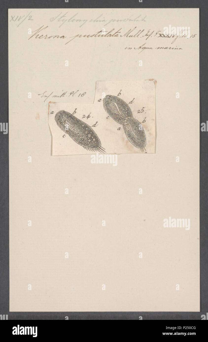 Stylonychia pustulata hi-res stock photography and images - Alamy