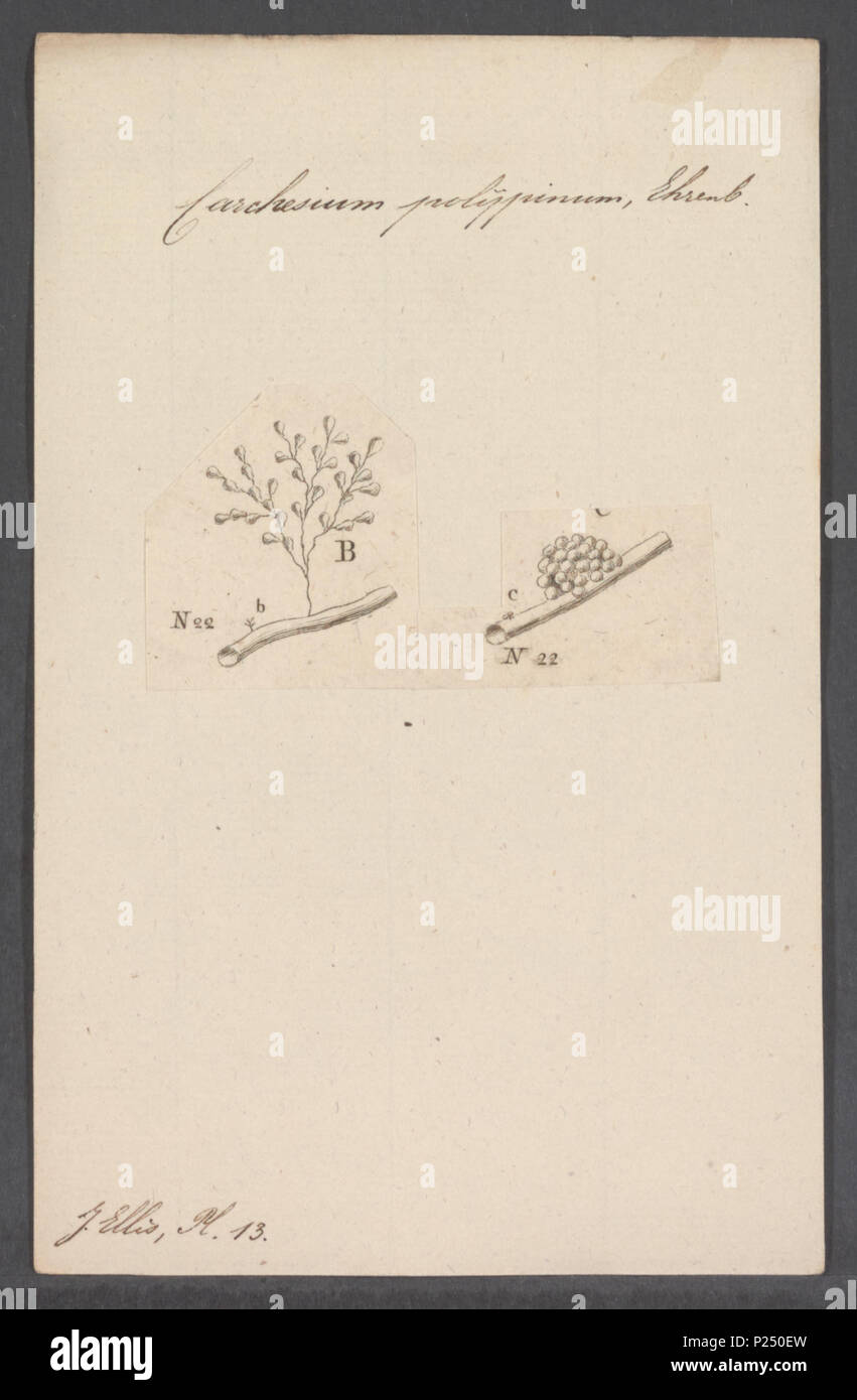 Carchesium polypinum hi-res stock photography and images - Alamy