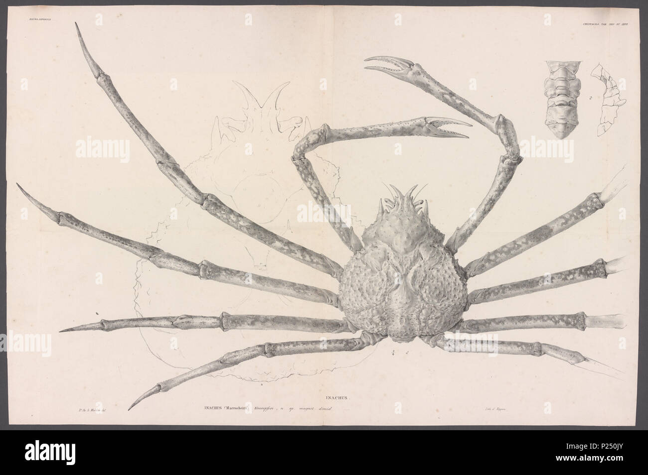 Inachus kaempferi hi-res stock photography and images - Alamy