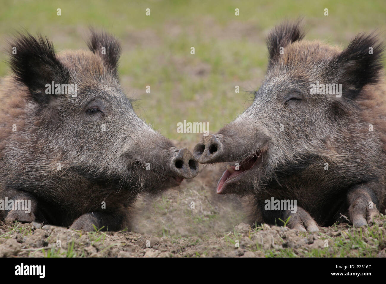 Two wild boars, Sus scrofa, portrait, funny, humorous Stock Photo - Alamy