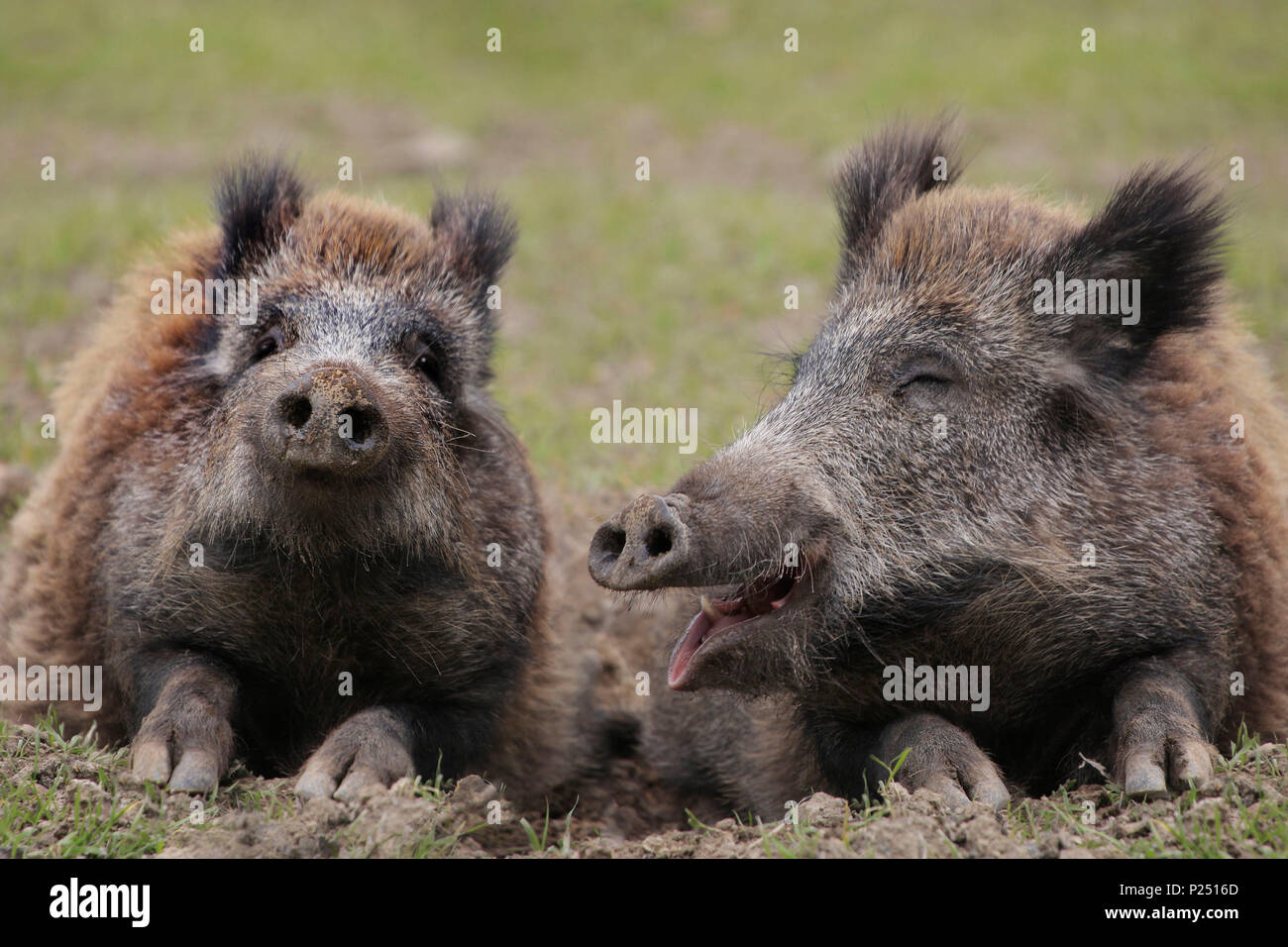 Two Wild Boars High Resolution Stock Photography and Images - Alamy