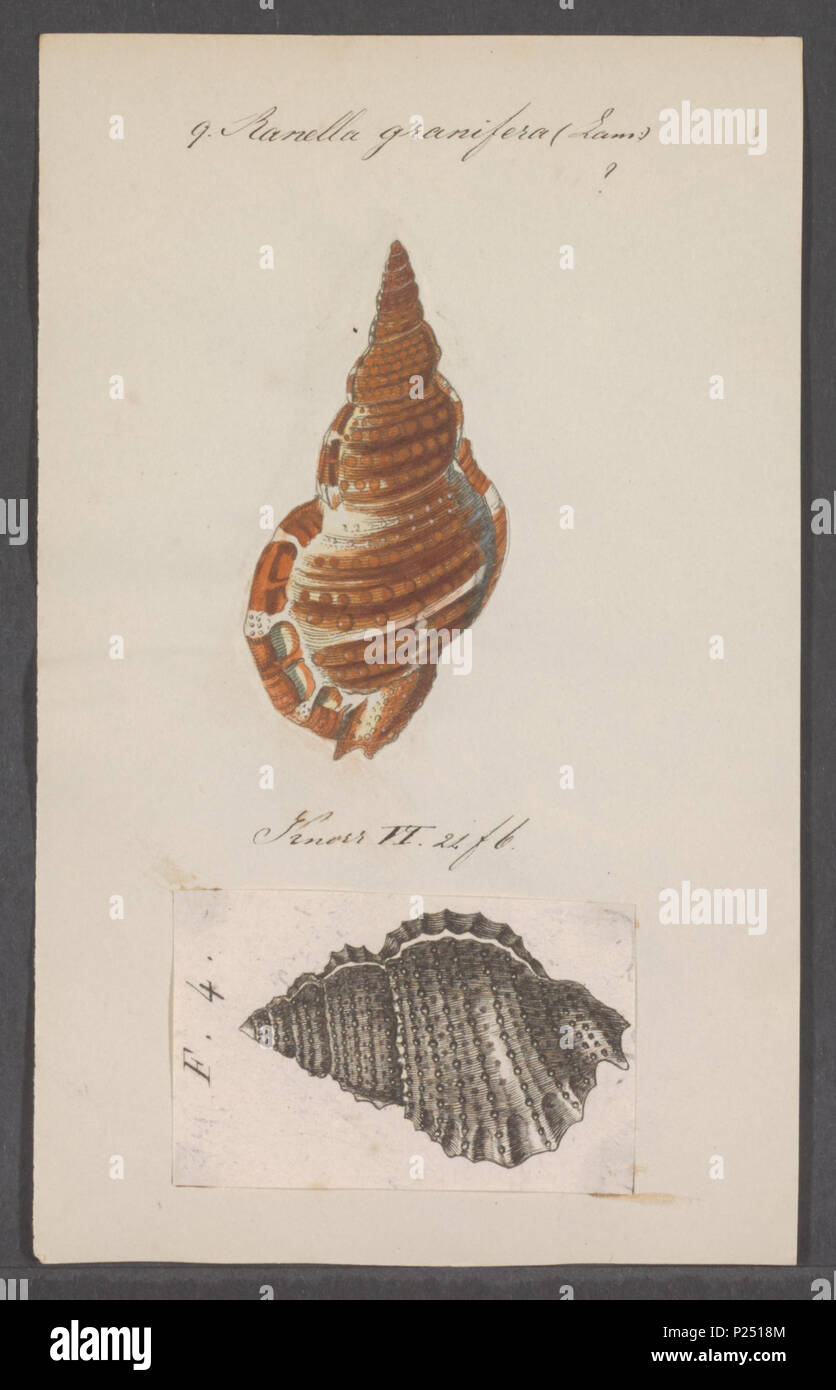 Ranella granifera hi-res stock photography and images - Alamy