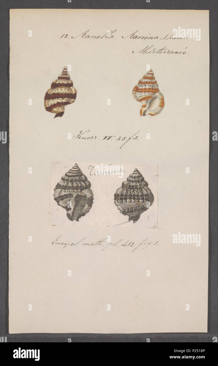 Ranina hi-res stock photography and images - Alamy