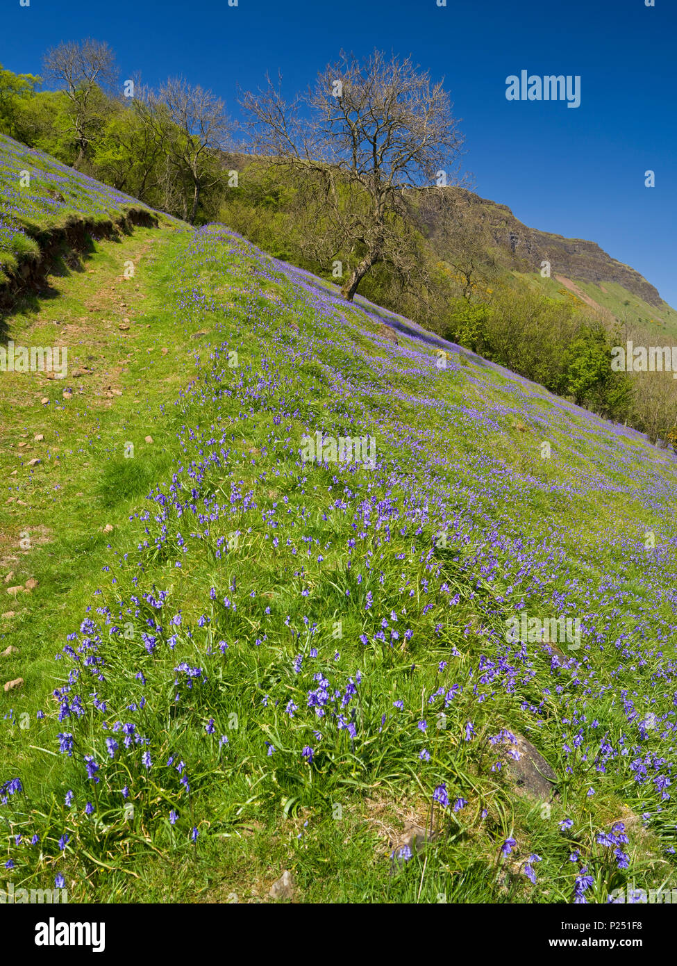 Bluebells on mountain hi-res stock photography and images - Alamy