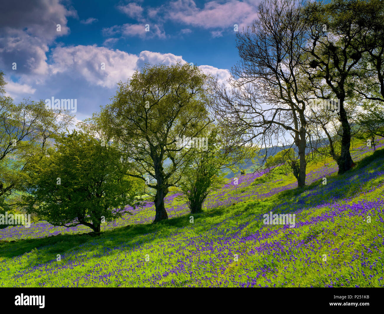 Glenariff forest park ireland hi-res stock photography and images - Alamy