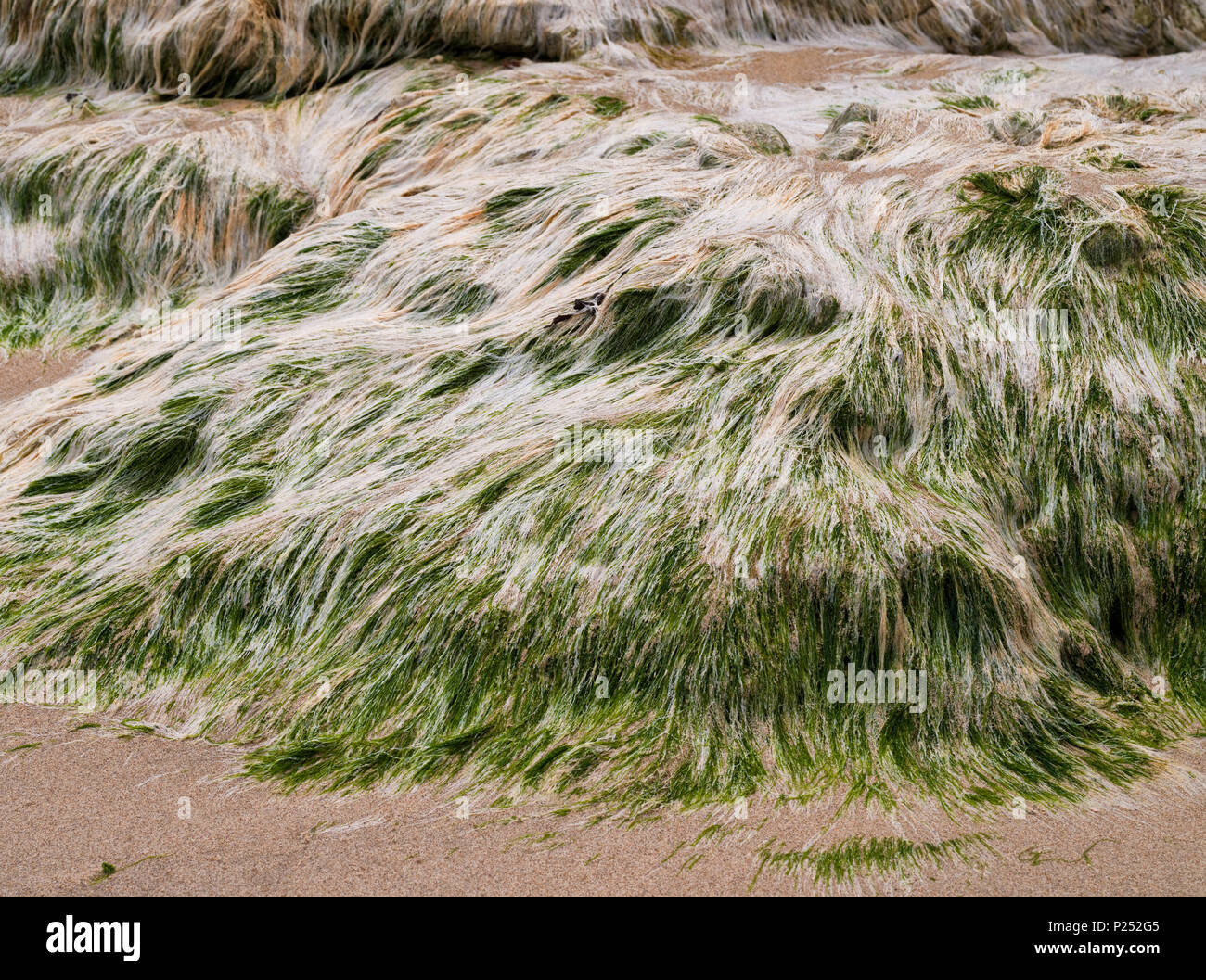 Northern Ireland, Antrim, Causeway Coast, mussel limestone with algae ...