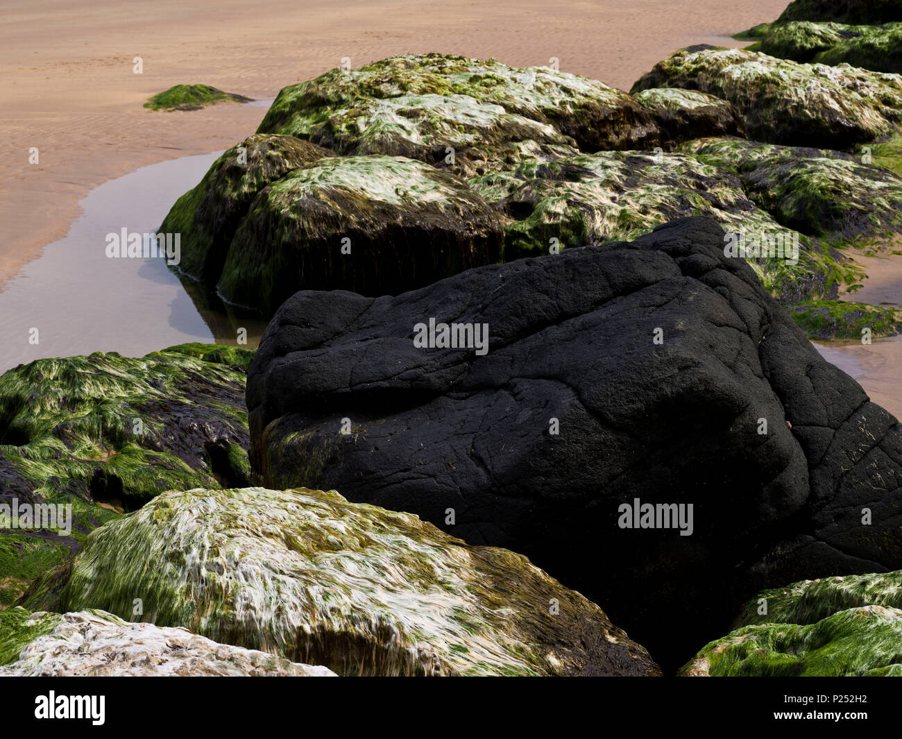 Northern Ireland, Antrim, Causeway Coast, mussel limestone with green ...