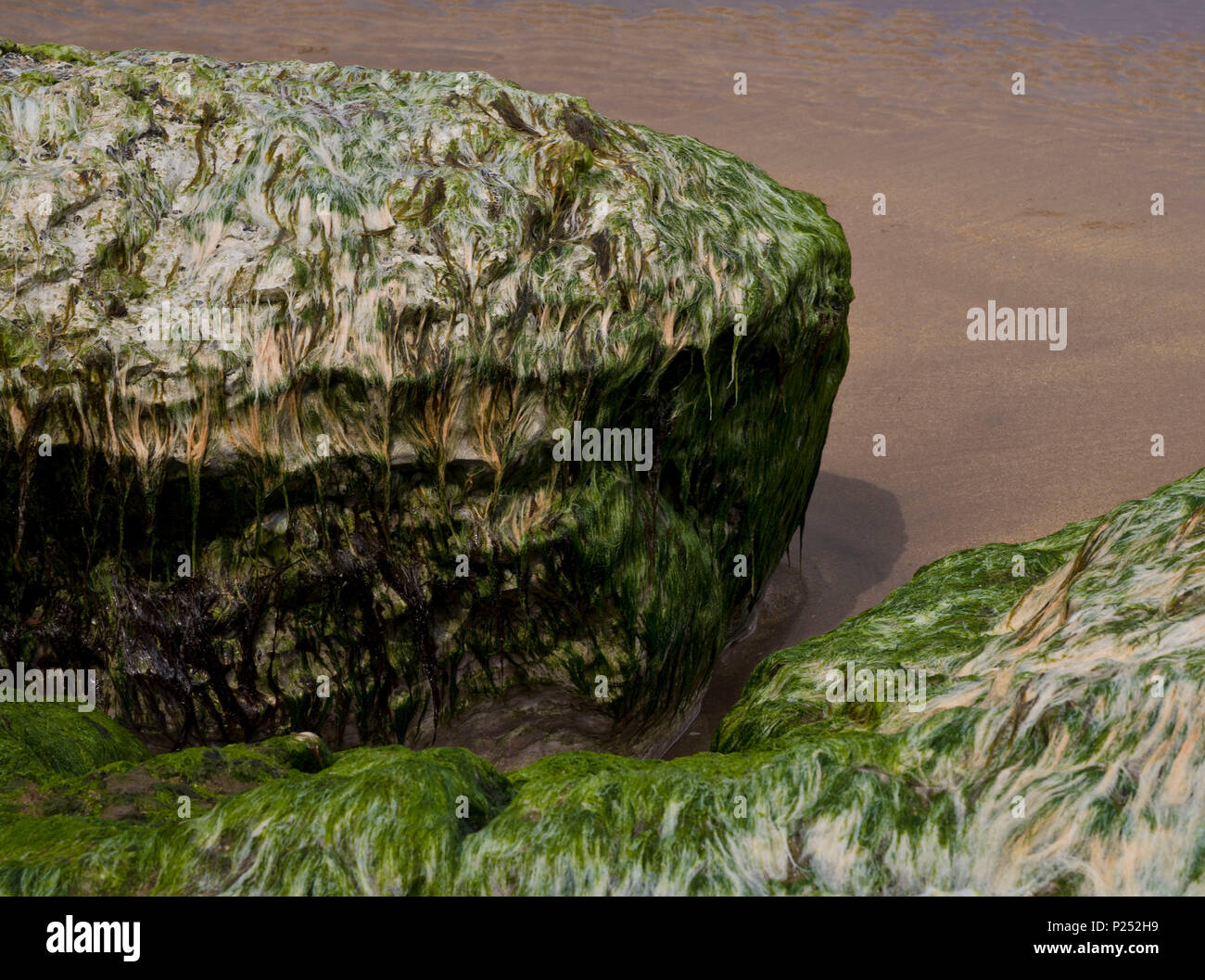 Northern Ireland, Antrim, Causeway Coast, mussel limestone with algae ...