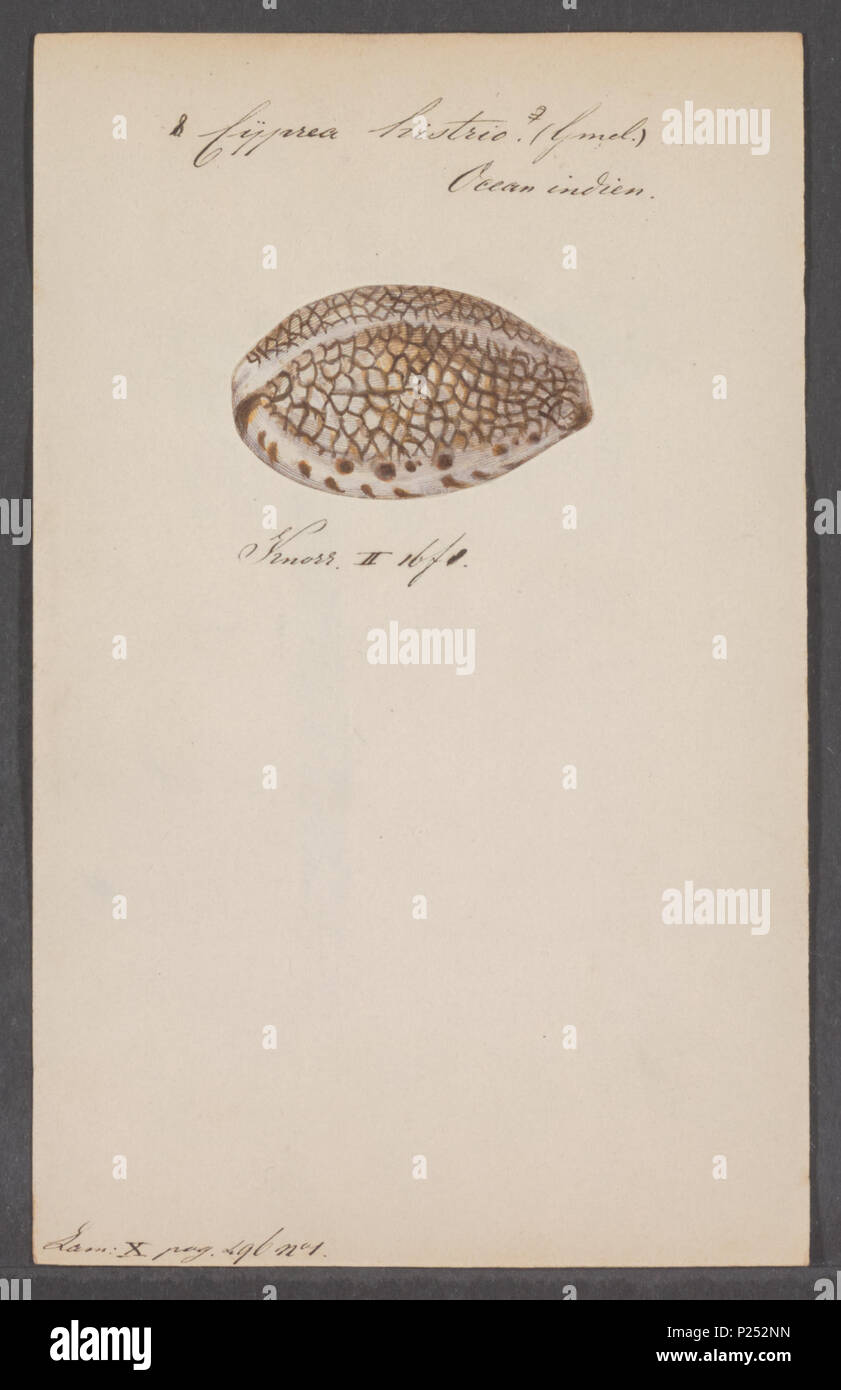 Cyprea histrio hi-res stock photography and images - Alamy