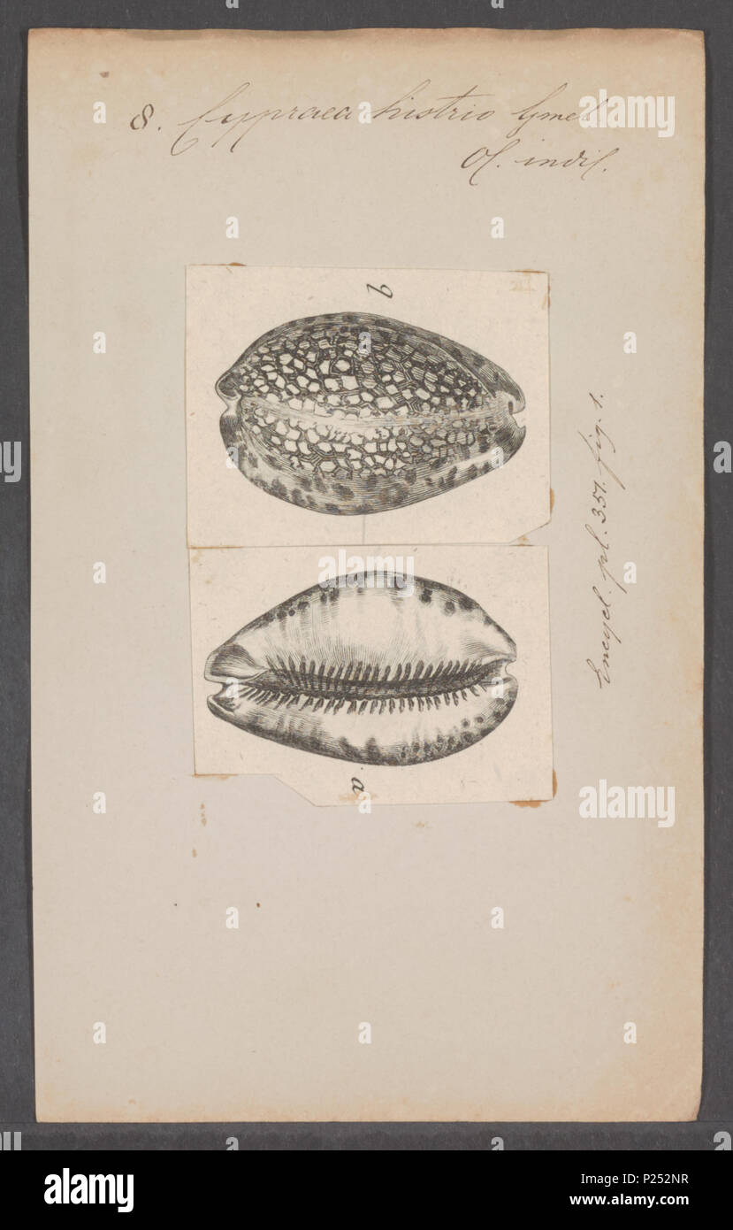 . Cypraea histrio 73 Cypraea histrio - - Print - Iconographia Zoologica ...