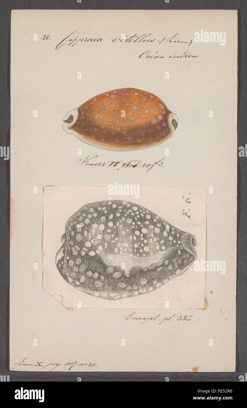 . Cypraea vitellus 74 Cypraea vitellus - - Print - Iconographia ...
