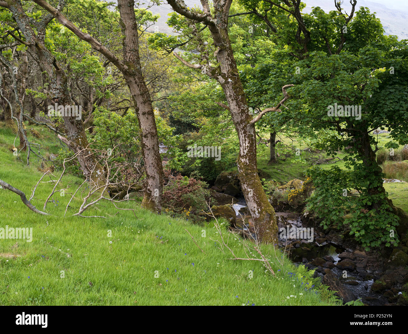 Northern Ireland, county Fermanagh, old maple trees on stream course ...