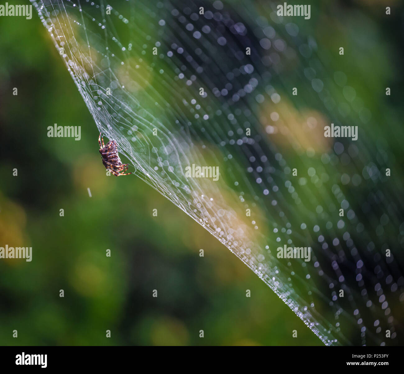 Spider in the spiderweb Stock Photo - Alamy