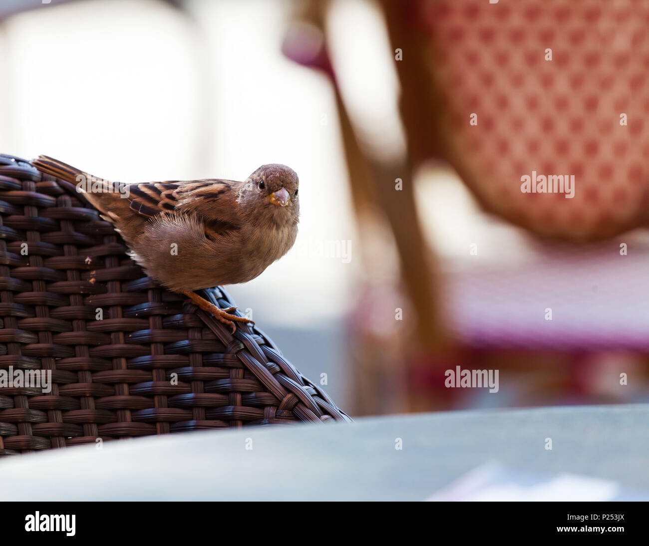 Sparrow and chair hi-res stock photography and images - Alamy