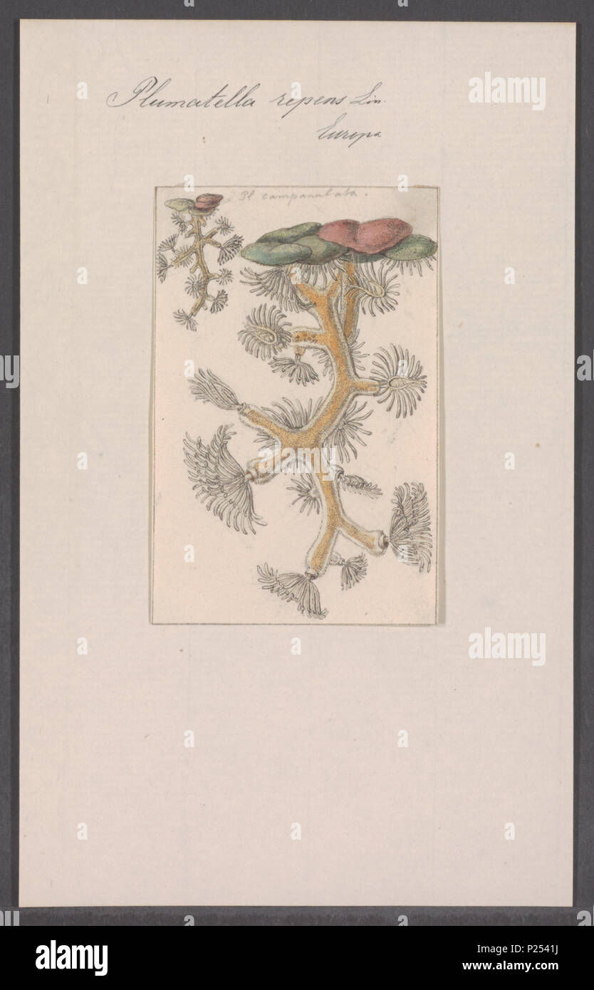 Plumatella repens plumatella repens hi-res stock photography and images ...