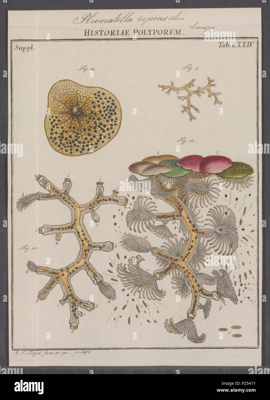 Plumatella repens plumatella repens hi-res stock photography and images ...