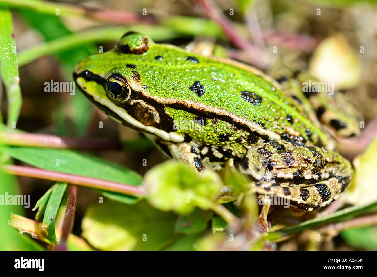 green frog, Pelophylax kl. esculentus Stock Photo - Alamy