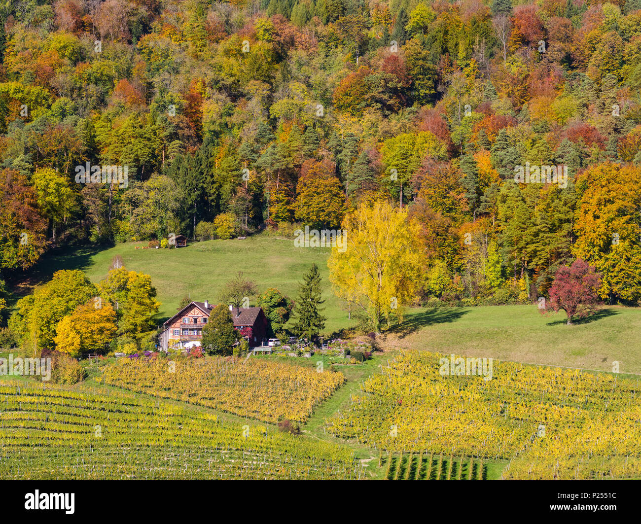 Weinland zurich hi-res stock photography and images - Alamy