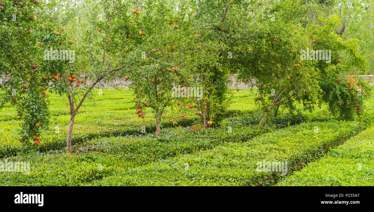 Foman hi-res stock photography and images - Alamy