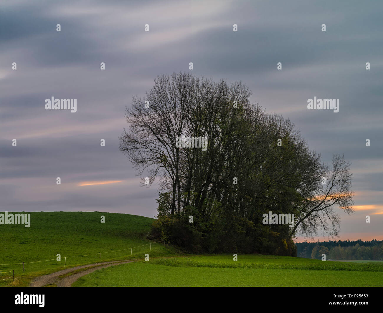 Autumnal group of trees in the rural 'Zürcher Oberland' (region in ...