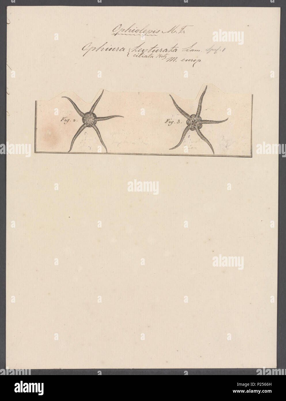 Ophiura hi-res stock photography and images - Alamy