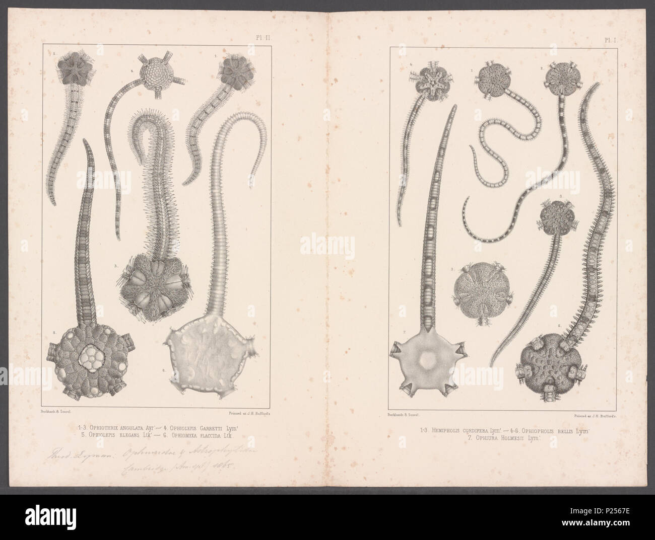 Ophiothrix hi-res stock photography and images - Alamy