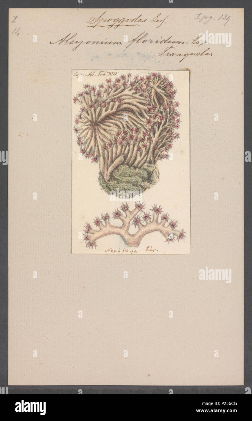 Species alcyonium floridum hi-res stock photography and images - Alamy