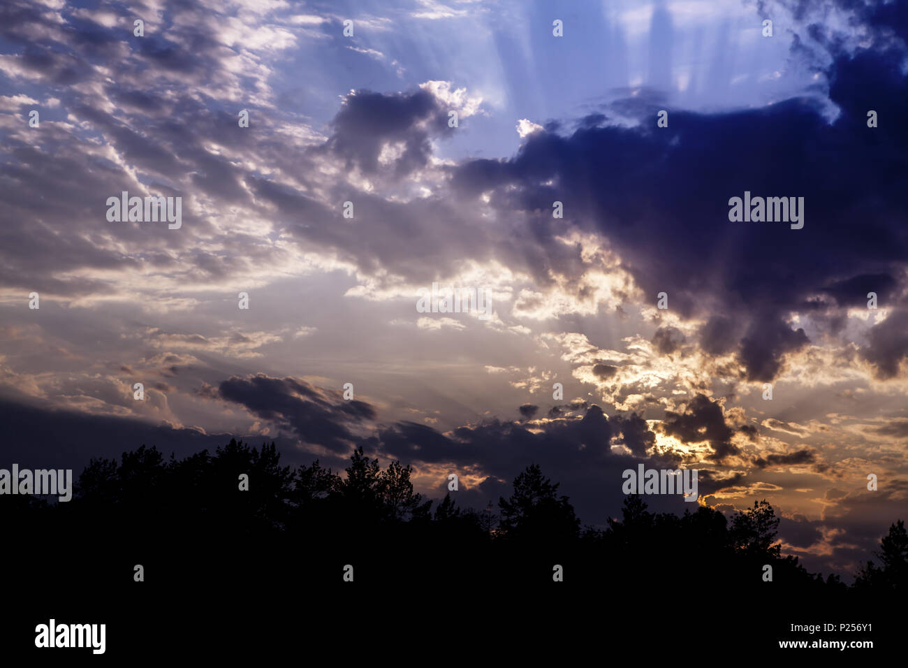 Beautiful forest with sunshine hi-res stock photography and images - Alamy