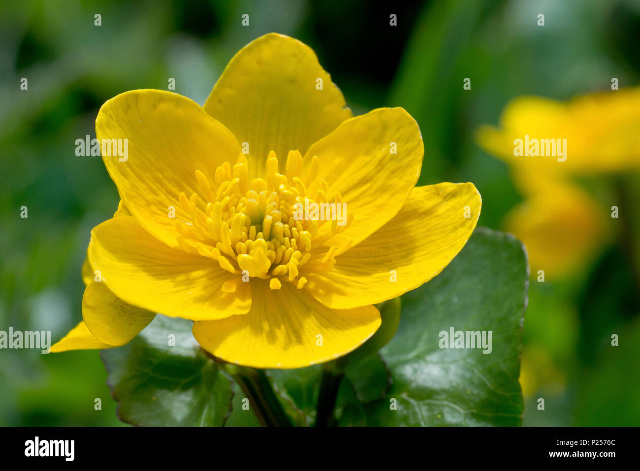 Marshmarigold hi-res stock photography and images - Alamy
