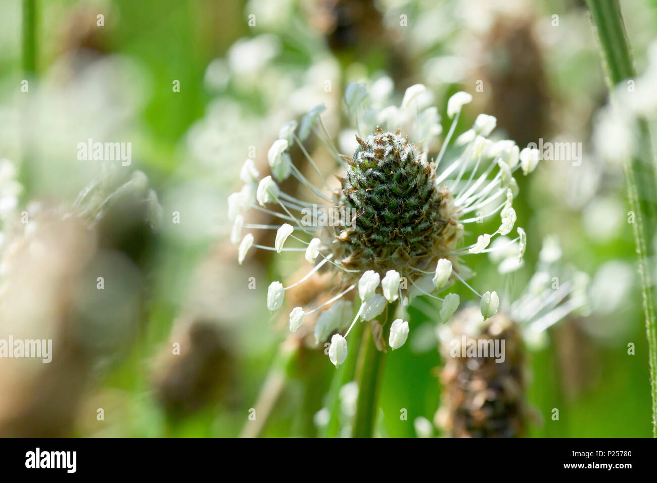 Ribwort Plantain or Ribgrass (plantago lanceolata), close up of one ...