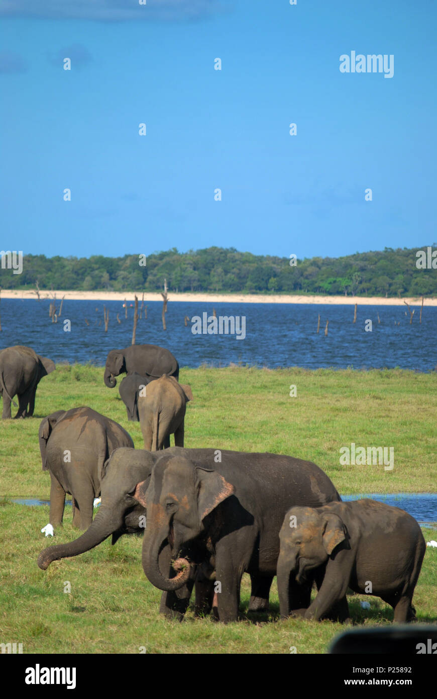 Elephants at Kaudulla National Park, Sri Lanka Stock Photo - Alamy