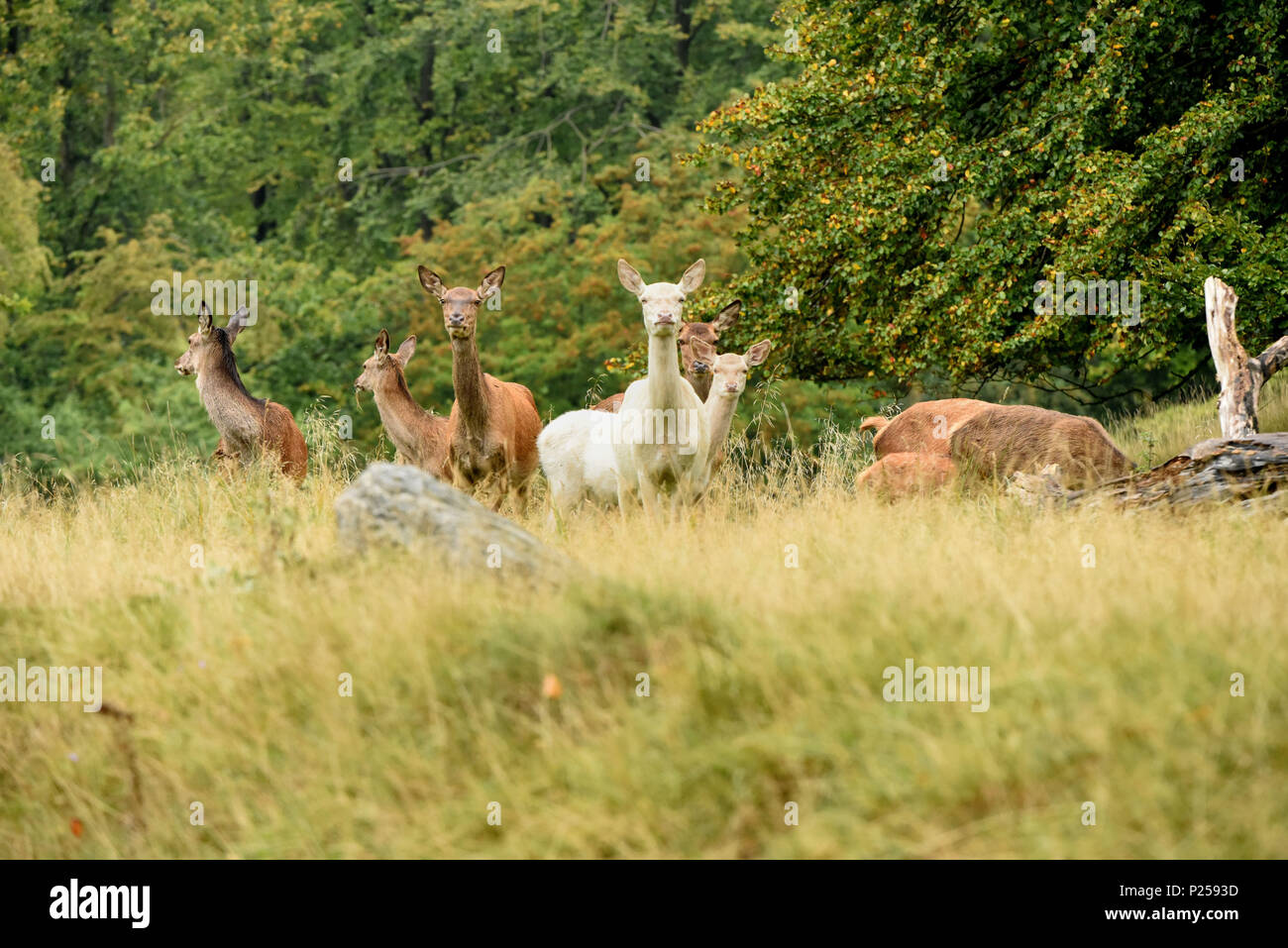 Red deer flock hi-res stock photography and images - Alamy
